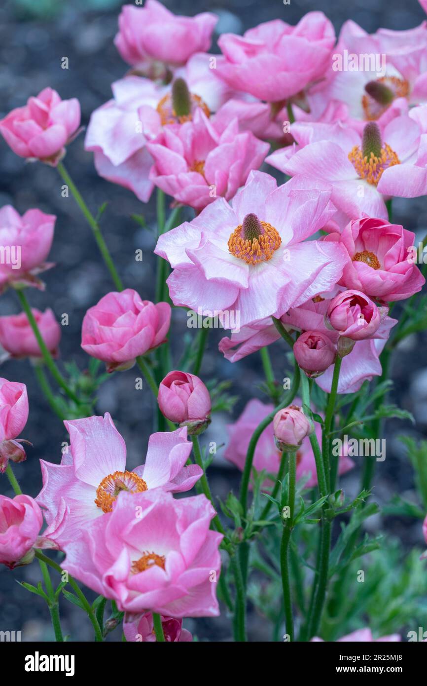Ranunculus rococo series hi-res stock photography and images - Alamy
