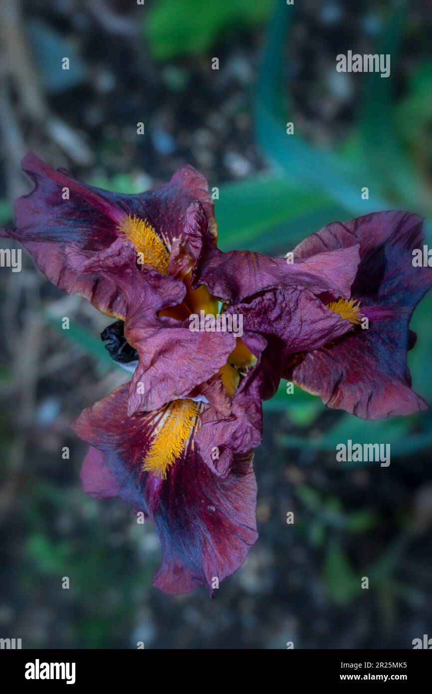 Stately Iris Red Zinger. Natural close up flower portrait in ...