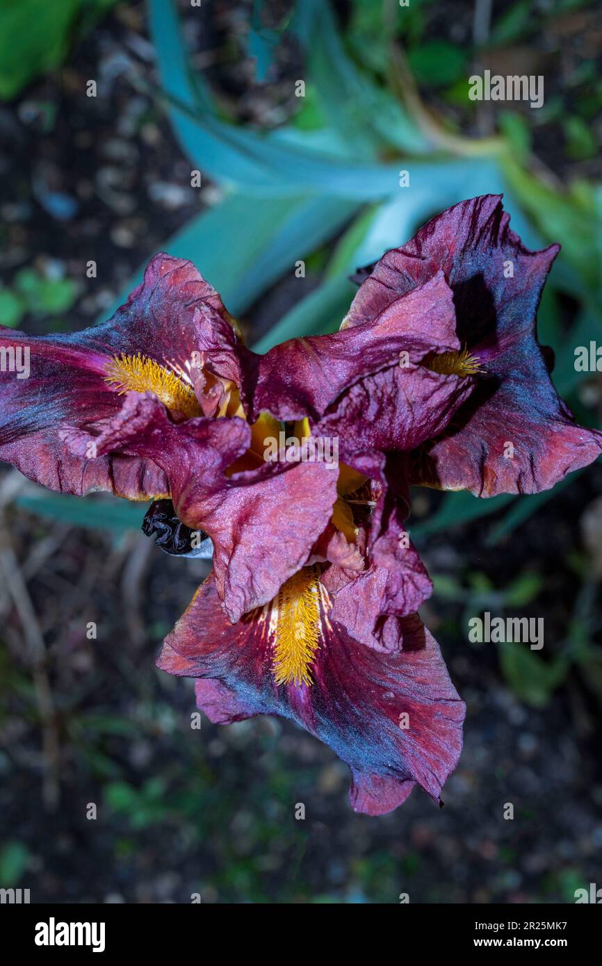 Stately Iris Red Zinger. Natural close up flower portrait in ...