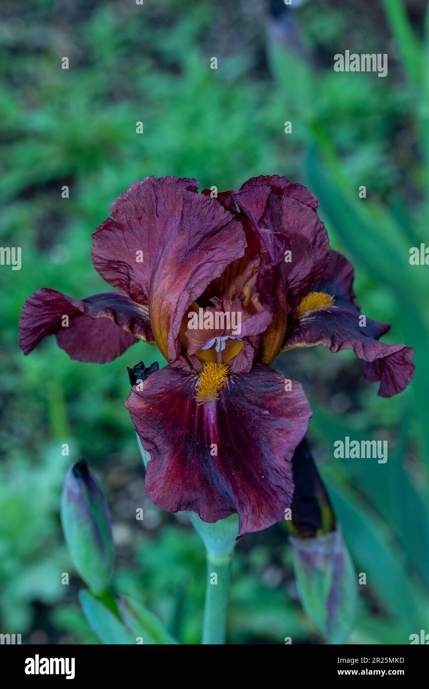 Stately Iris Red Zinger. Natural close up flower portrait in ...