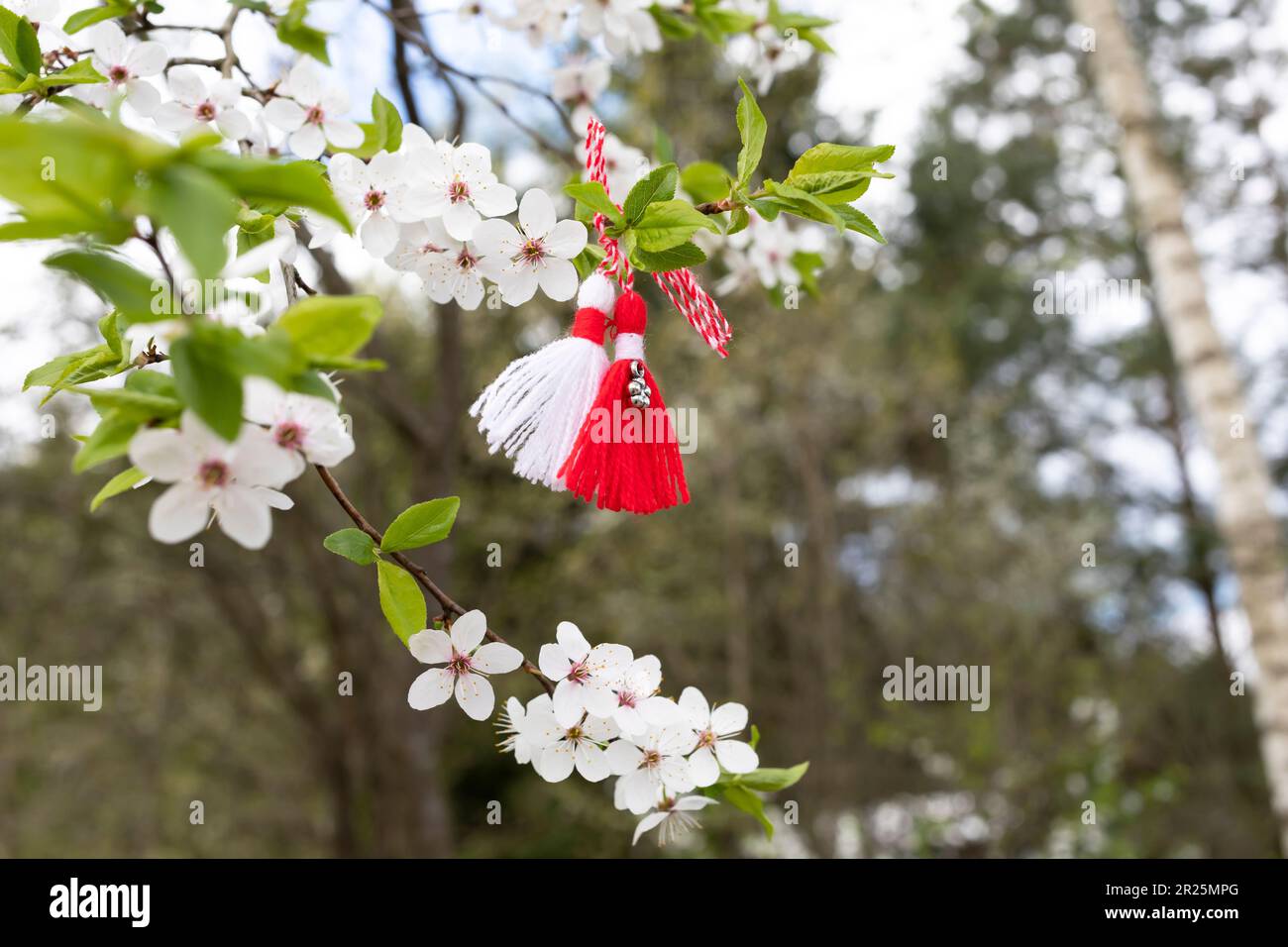 Symbol Martenitsa, Baba Marta, Martisor on blossoming tree branch ...