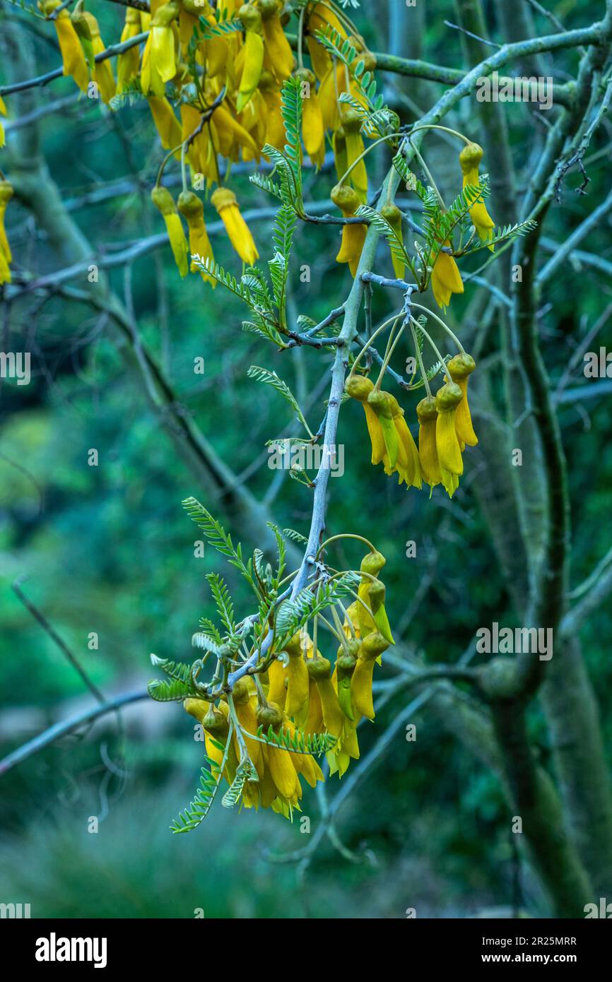 Close up natural flowering plant portrait of Sophora Tetraptera Stock ...