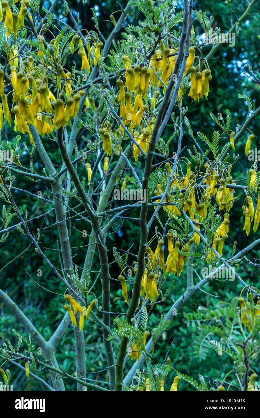 Close up natural flowering plant portrait of Sophora Tetraptera Stock ...