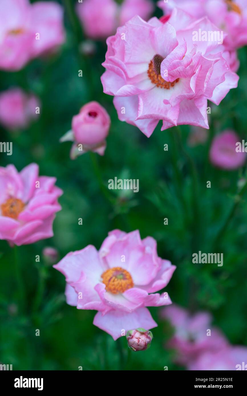 Remove spent flowers hi-res stock photography and images - Alamy