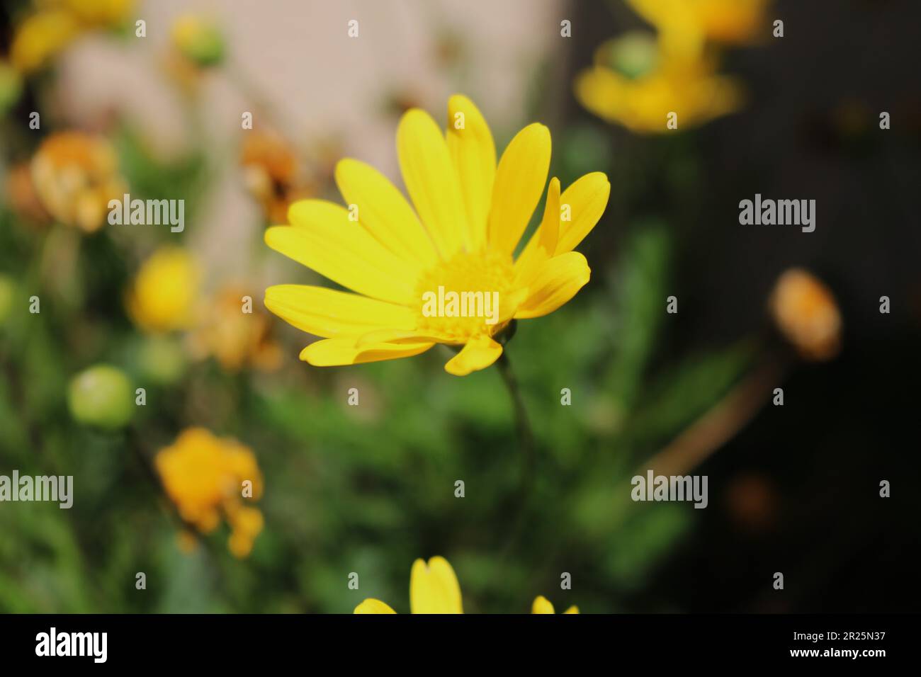 Yellow daisy bush Stock Photo - Alamy