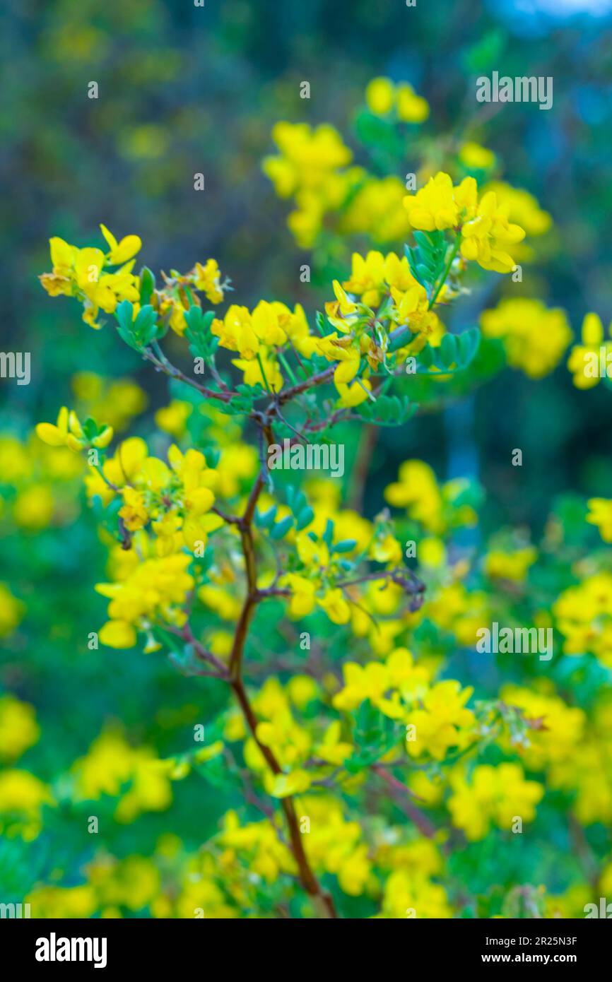 Sunny disposition Coronilla Valentina (glauca citrina) prolifically ...