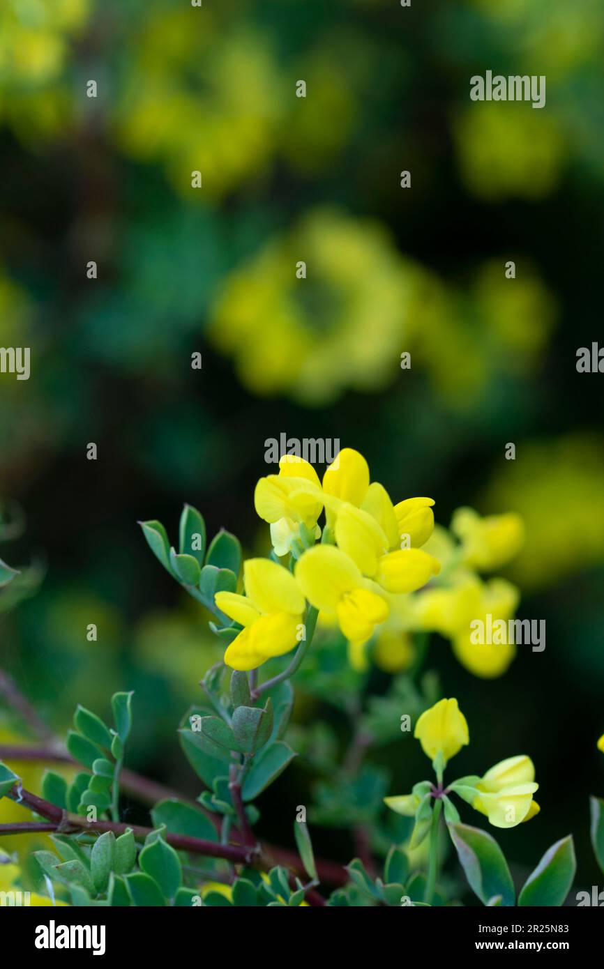 Sunny disposition Coronilla Valentina (glauca citrina) prolifically ...