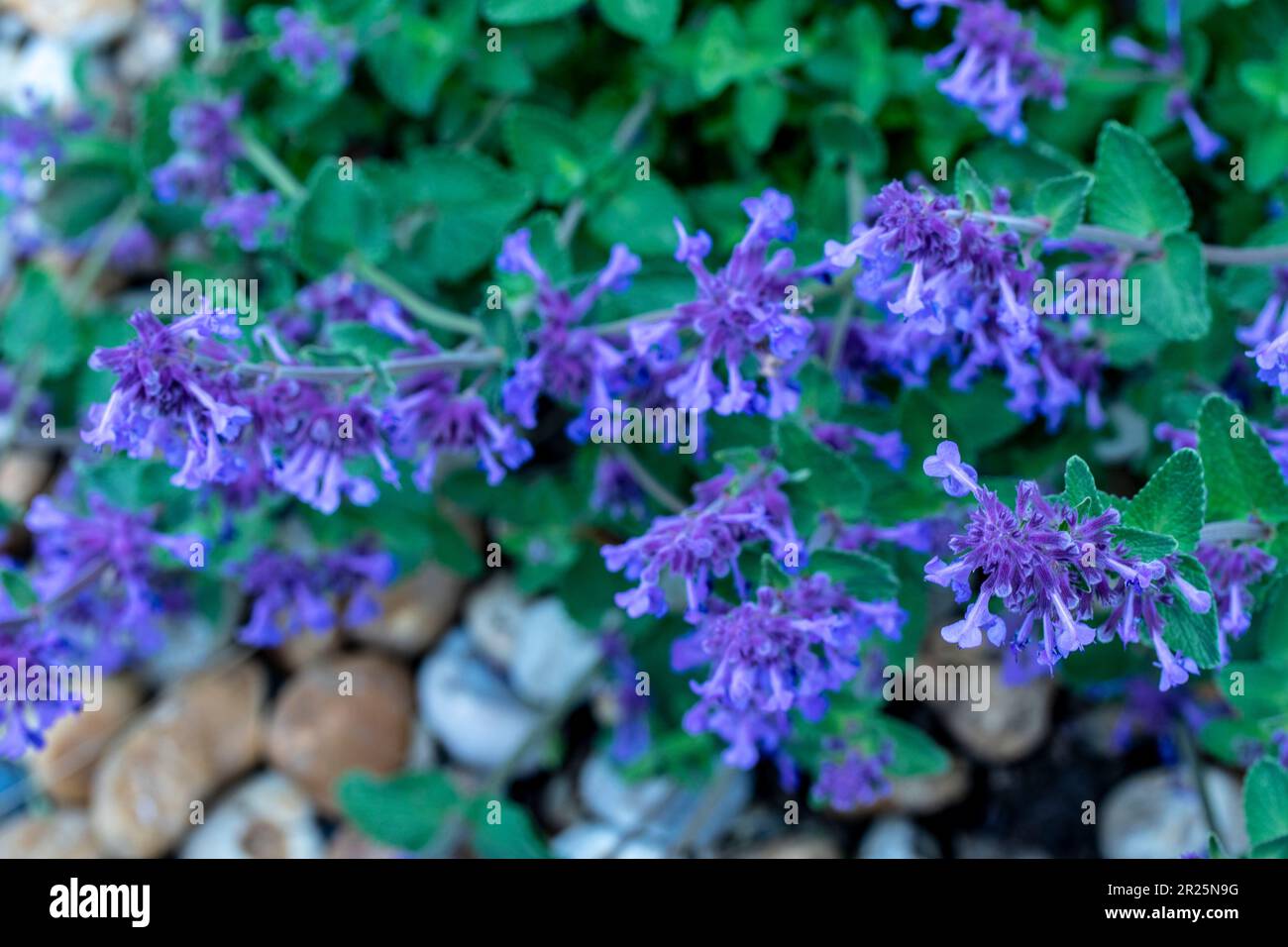 Close up natural plant portrait of Nepeta Racemosa in goo sunlight ...