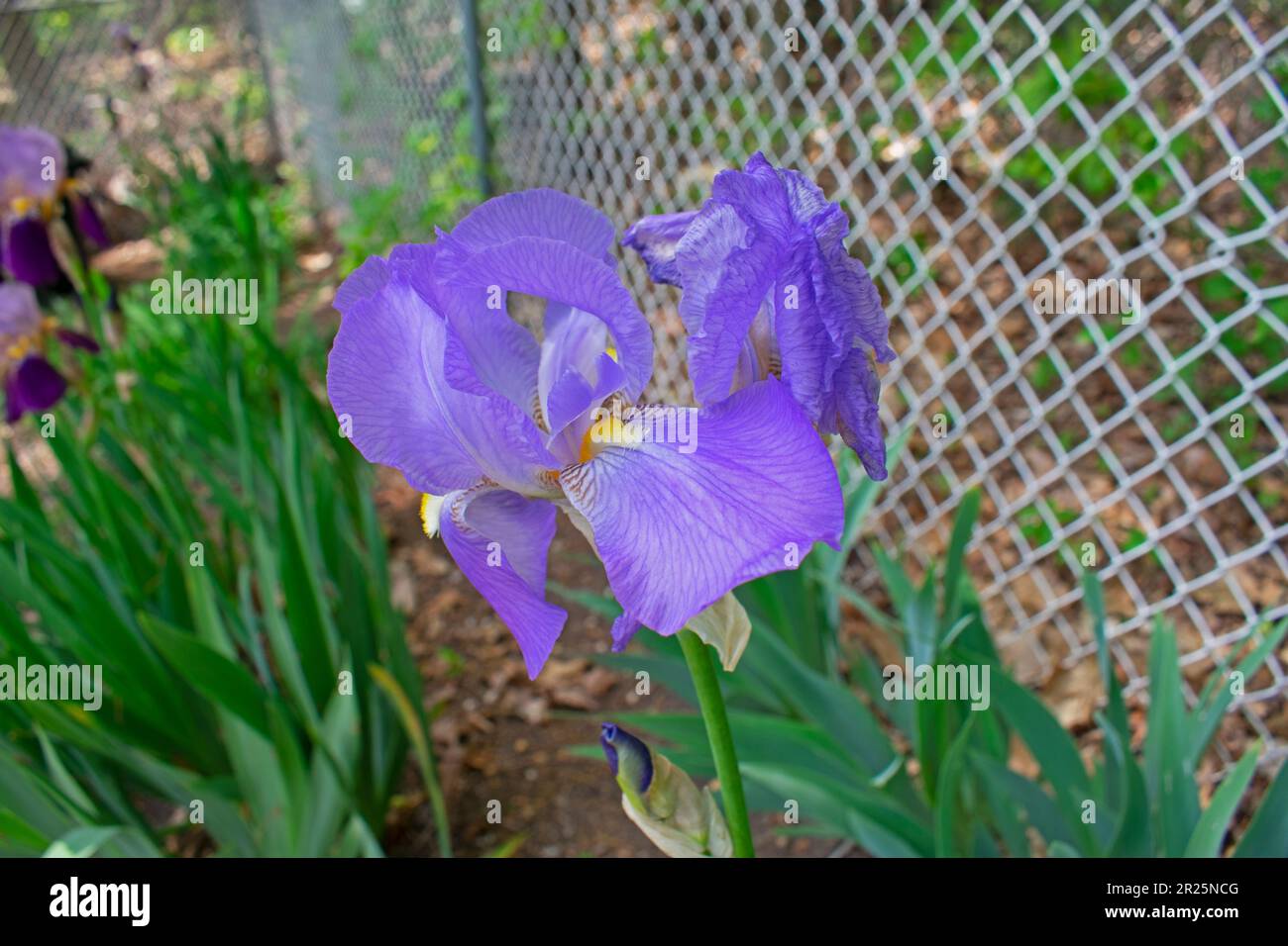 Large, light blue, German bearded iris flower, next to a chain link ...