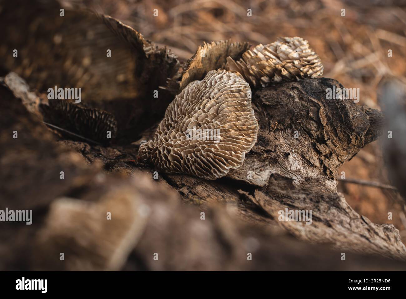 Minimal mushroom hi-res stock photography and images - Alamy
