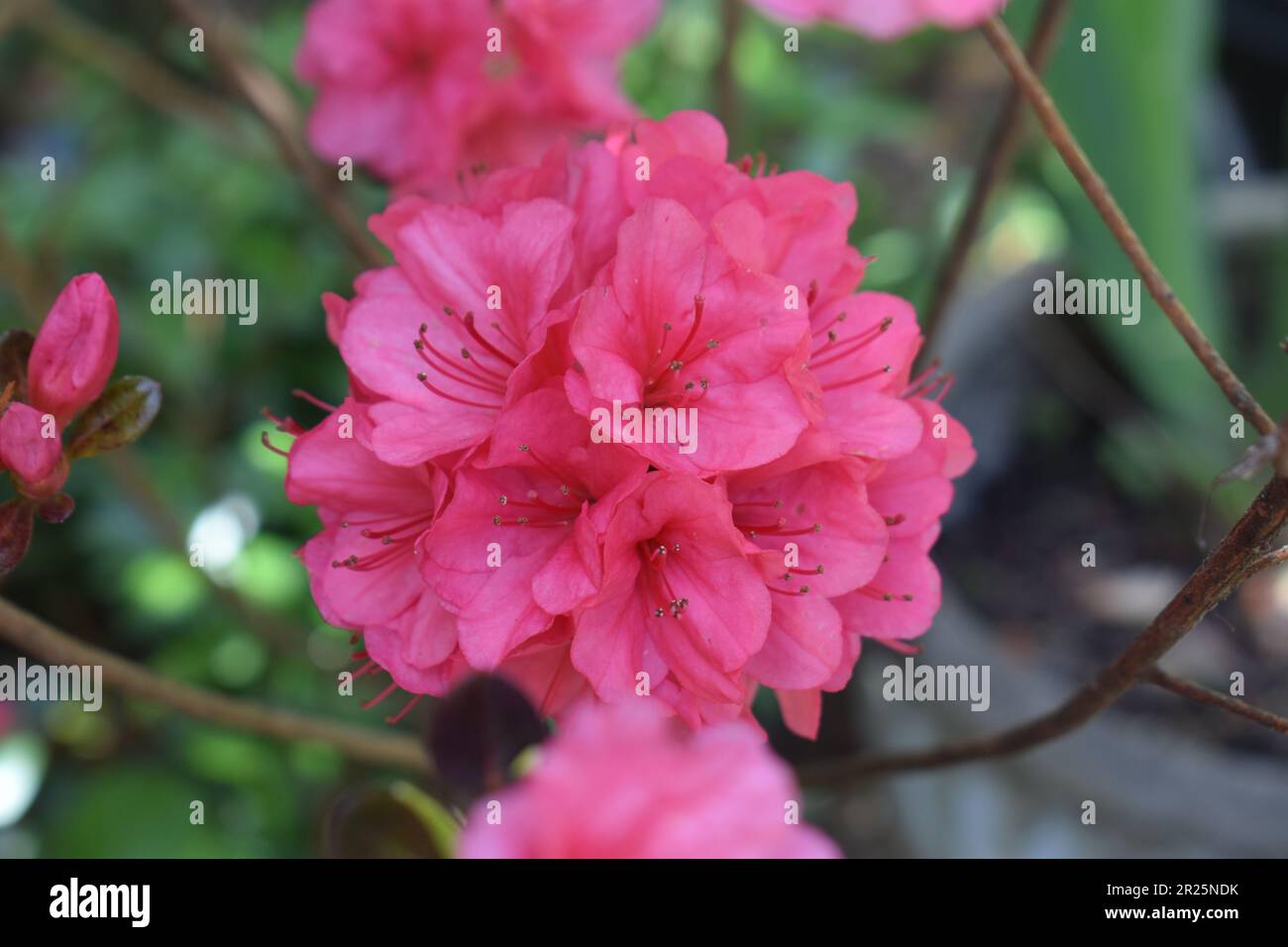 Azalea bush hi-res stock photography and images - Alamy