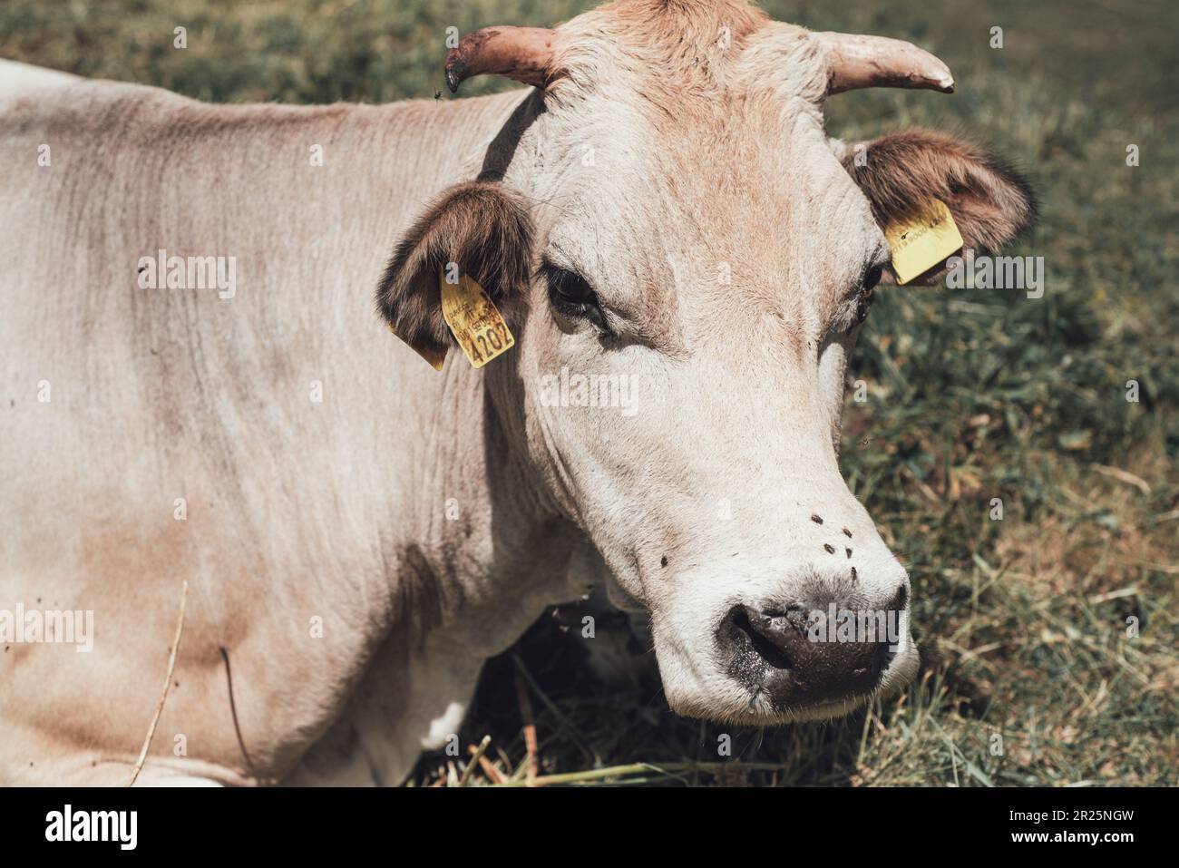 Muzzle of grazing cow on the Maritime Alps, Cuneo, Piedmont, Italy ...