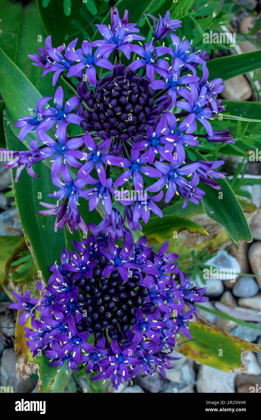 Natural close up flowering plant portrait of Scilla peruviana ...