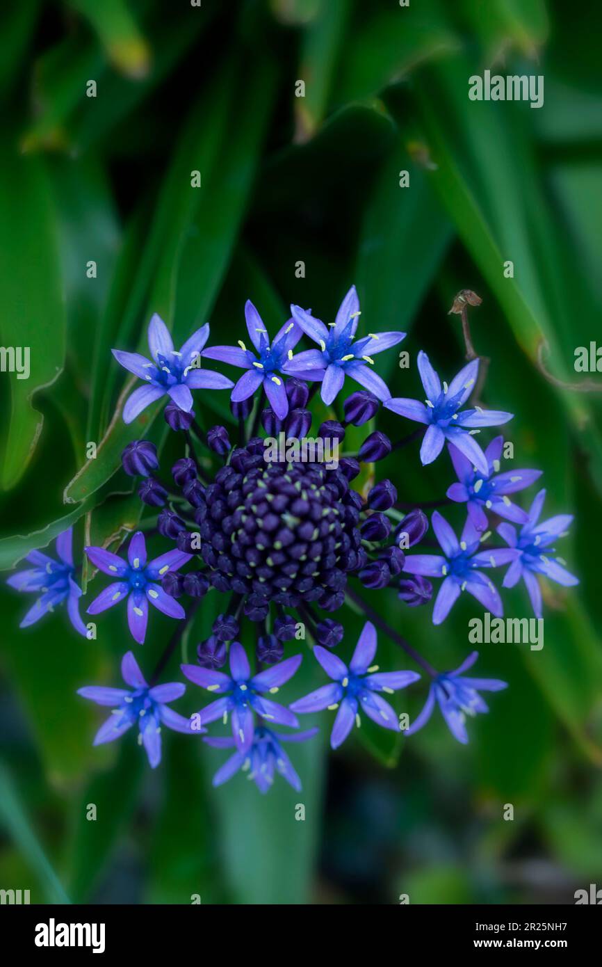 Natural close up flowering plant portrait of Scilla peruviana ...
