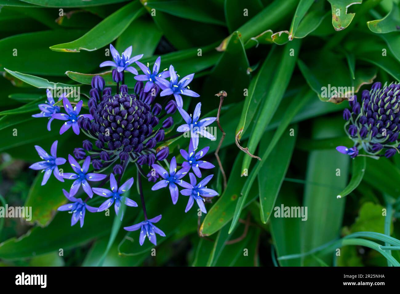 Natural close up flowering plant portrait of Scilla peruviana ...