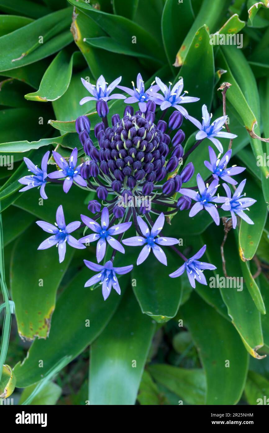 Natural close up flowering plant portrait of Scilla peruviana ...