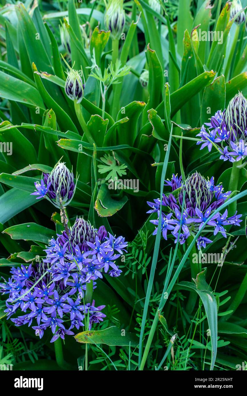 Natural close up flowering plant portrait of Scilla peruviana ...