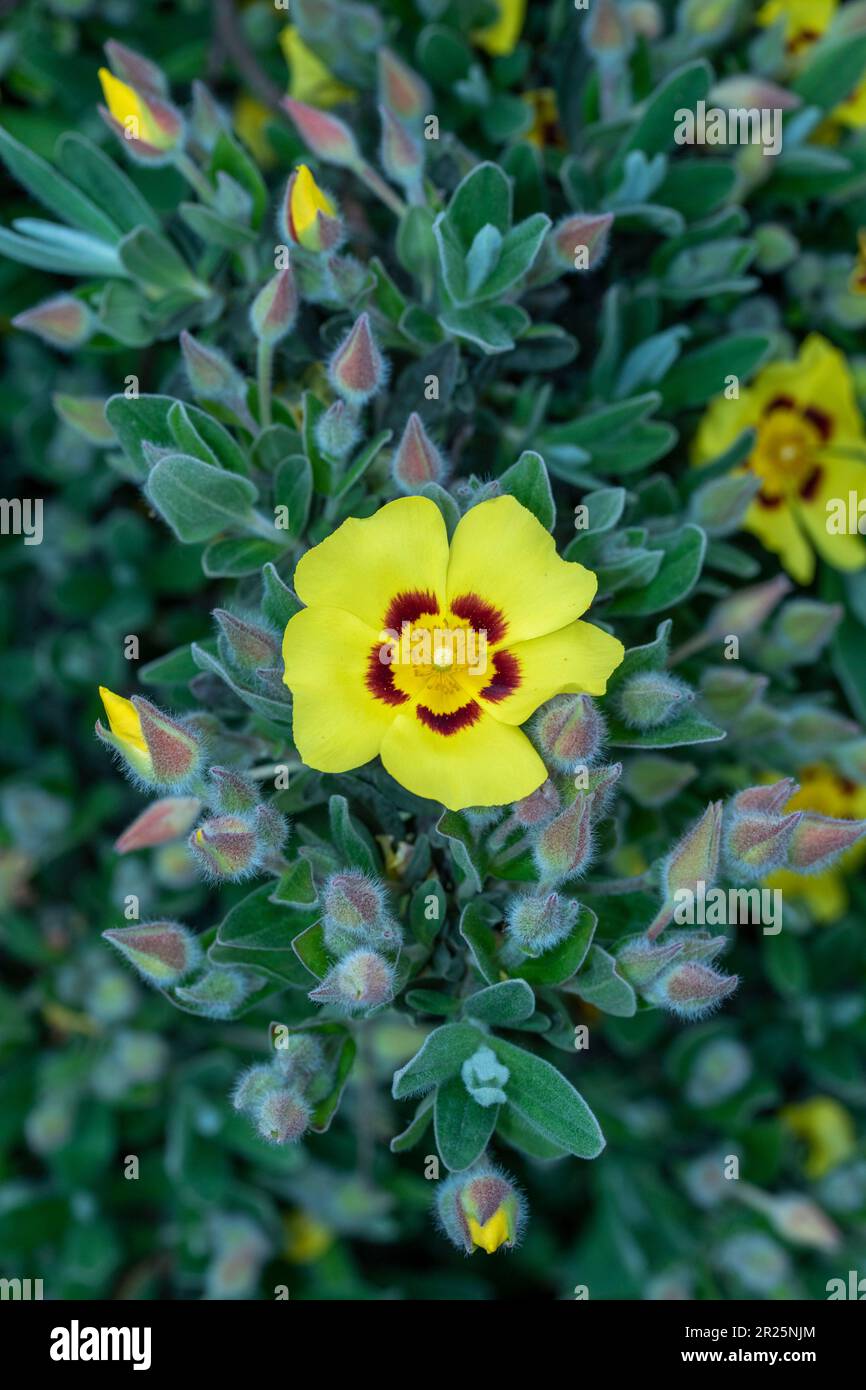 Strikingly beautiful Halimium lasianthum subsp. formosum ‘Sandling ...