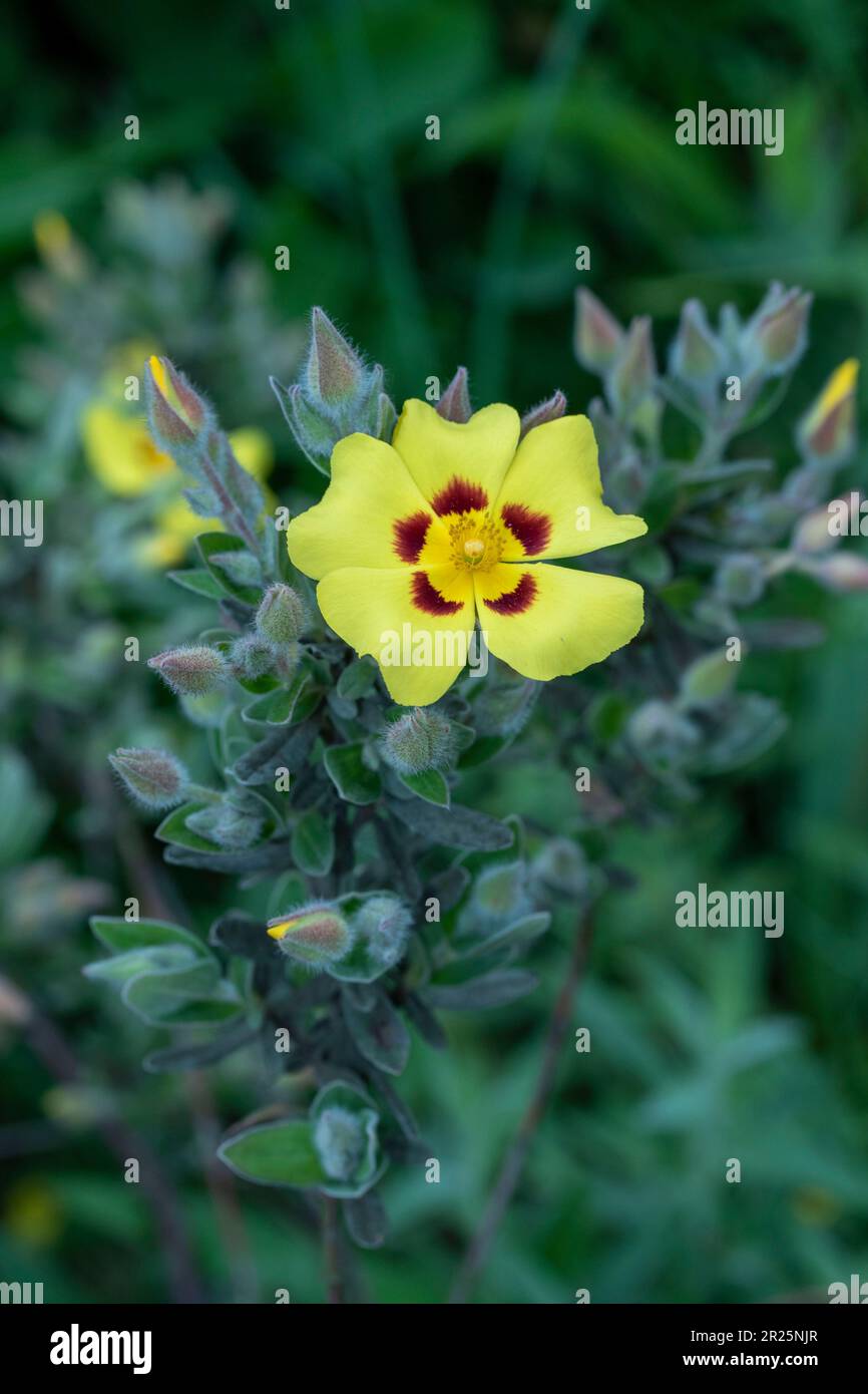Strikingly beautiful Halimium lasianthum subsp. formosum ‘Sandling ...