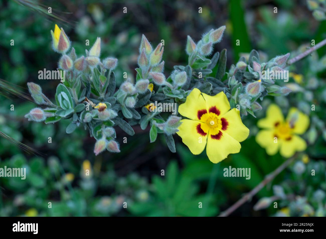 Strikingly beautiful Halimium lasianthum subsp. formosum ‘Sandling ...