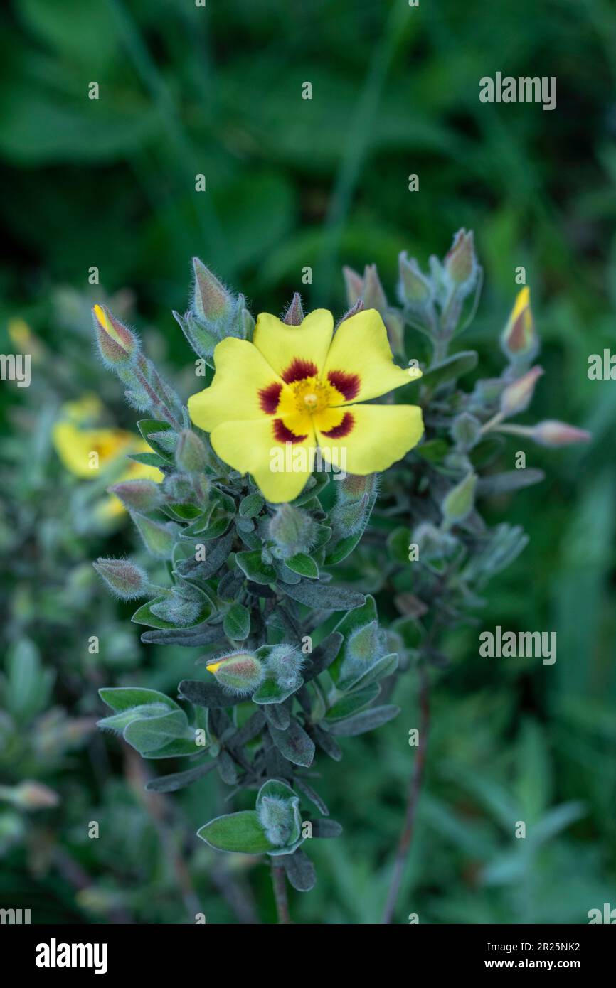 Strikingly beautiful Halimium lasianthum subsp. formosum ‘Sandling ...