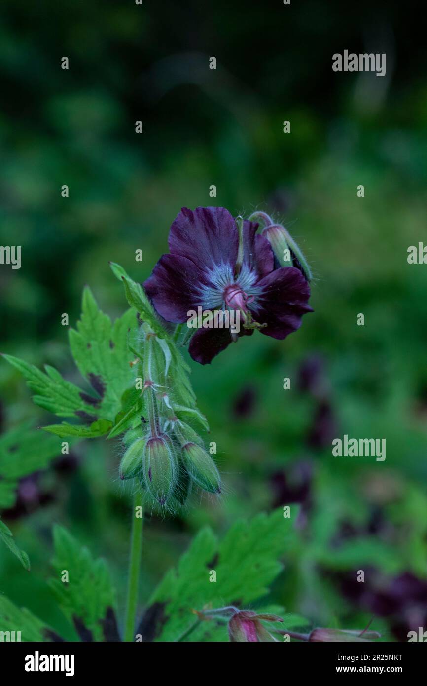 Prolifically beautiful ground cover Geranium Phaeum var Phaeum Samobor ...