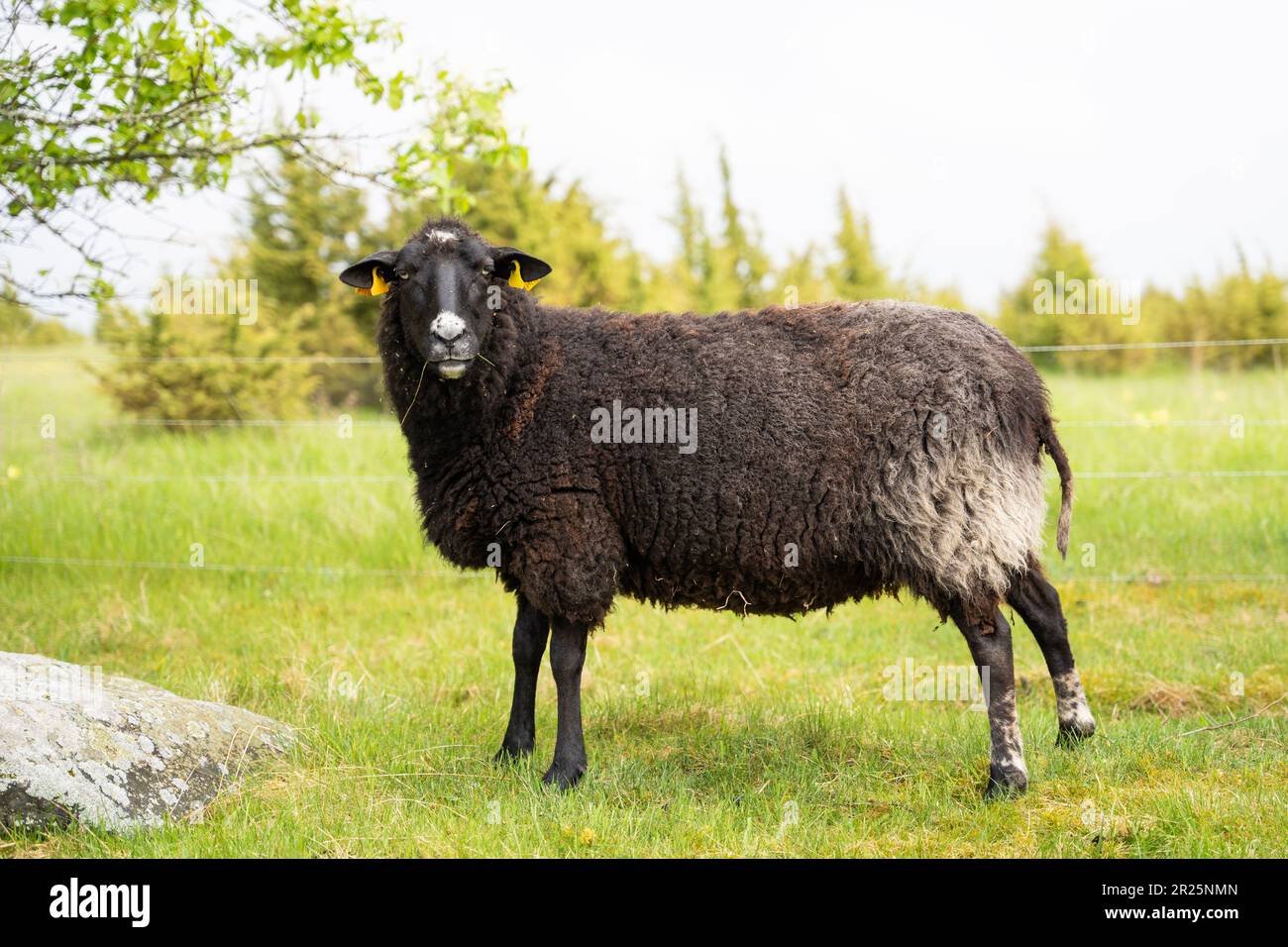 Portrait of a sheep standing in a field. Landscape caretaker. West ...