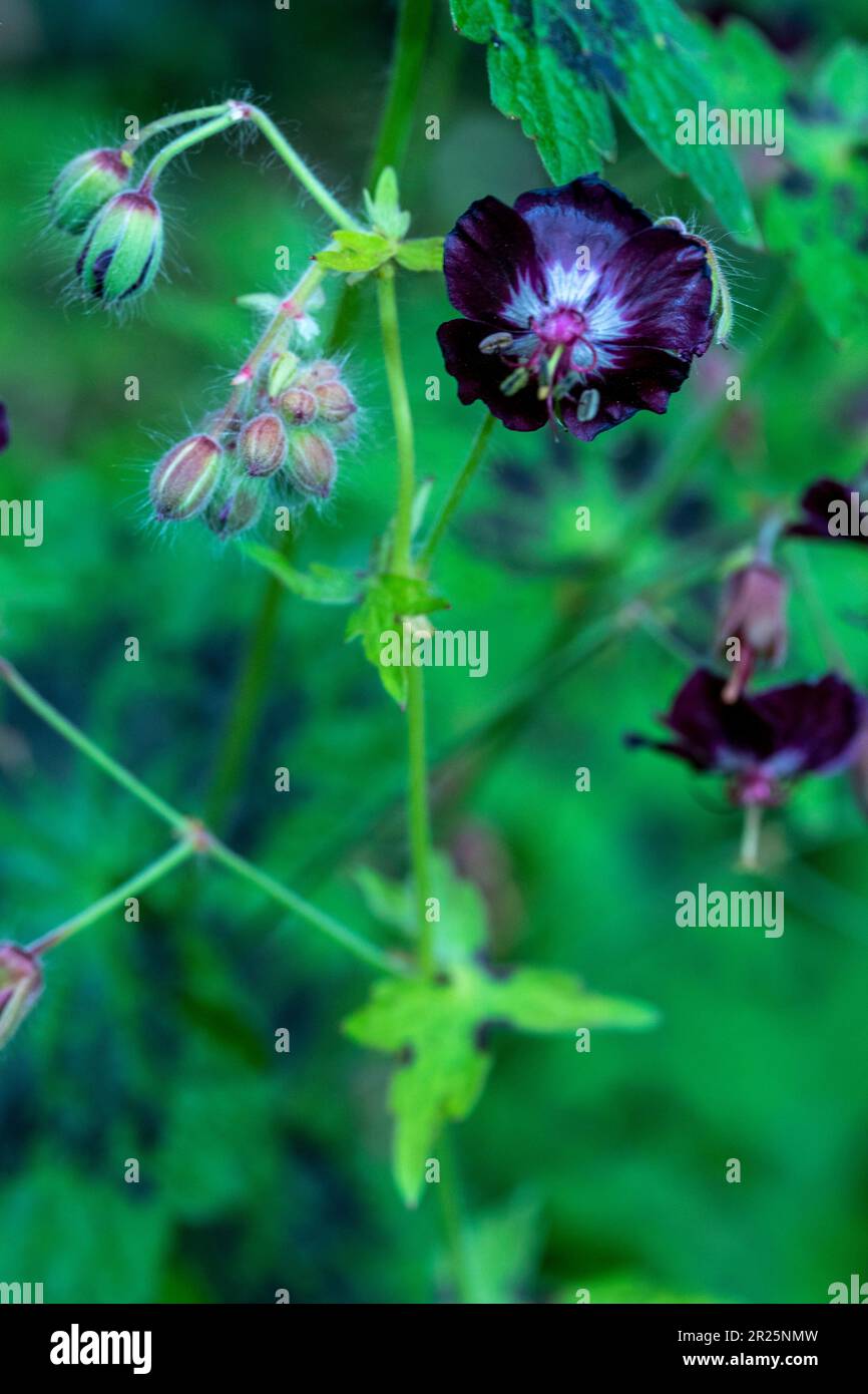 Prolifically beautiful ground cover Geranium Phaeum var Phaeum Samobor ...