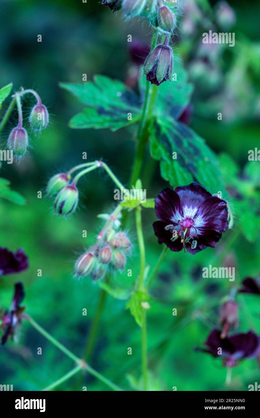 Prolifically beautiful ground cover Geranium Phaeum var Phaeum Samobor ...