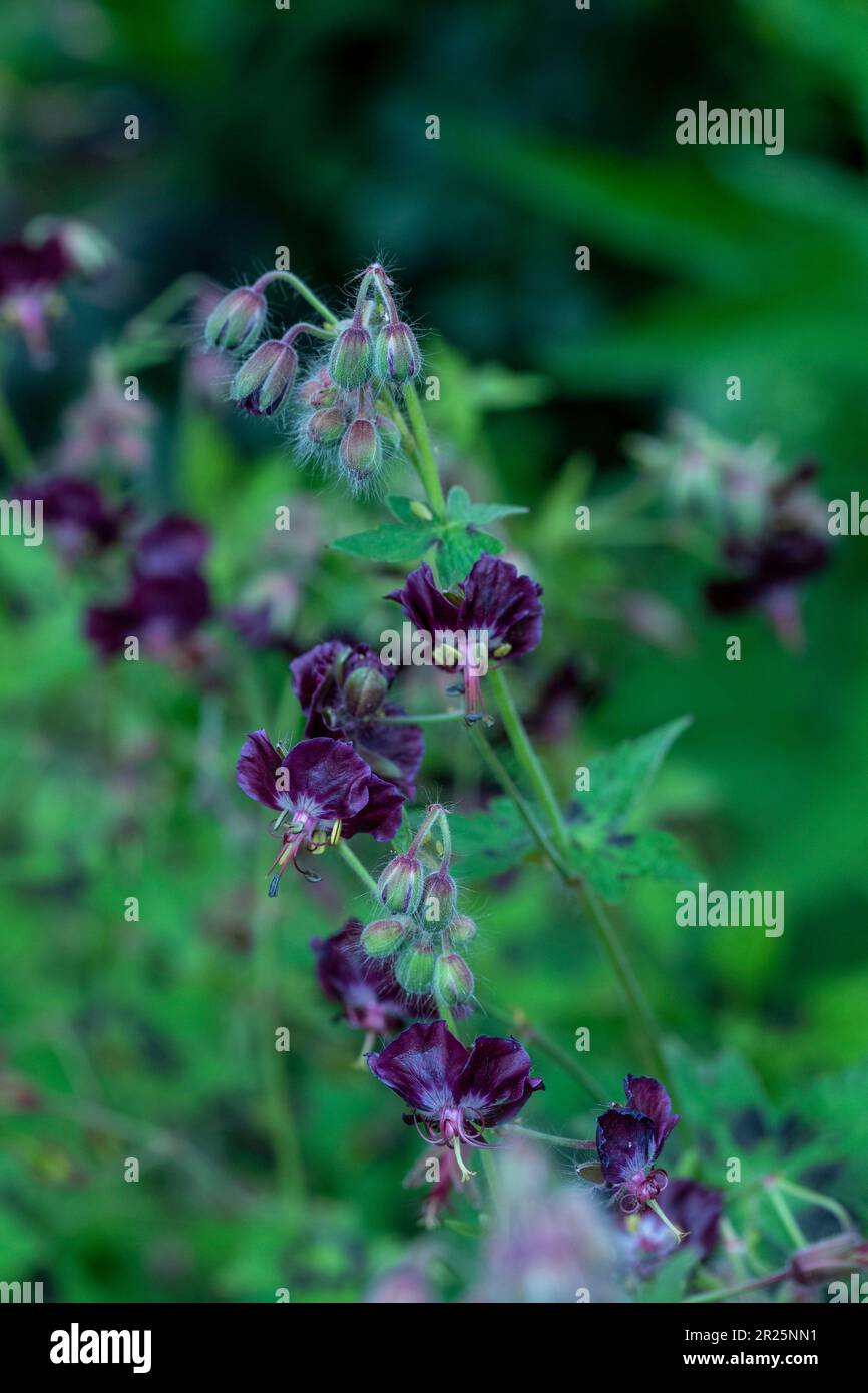 Prolifically beautiful ground cover Geranium Phaeum var Phaeum Samobor ...