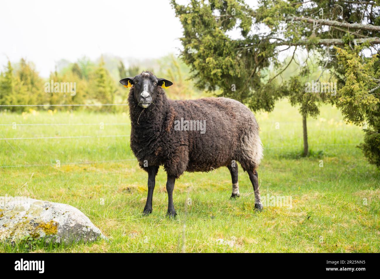 Portrait of a sheep standing in a field. Landscape caretaker. West ...