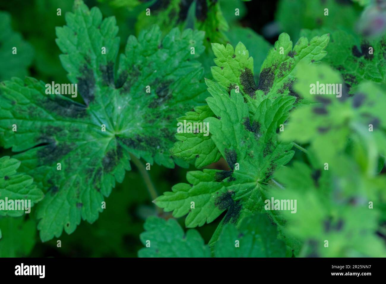 Geranium samobor garden hi-res stock photography and images - Alamy