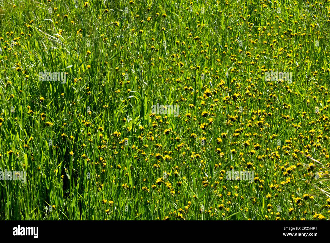 Wild Mustard Weed Stock Photo - Alamy