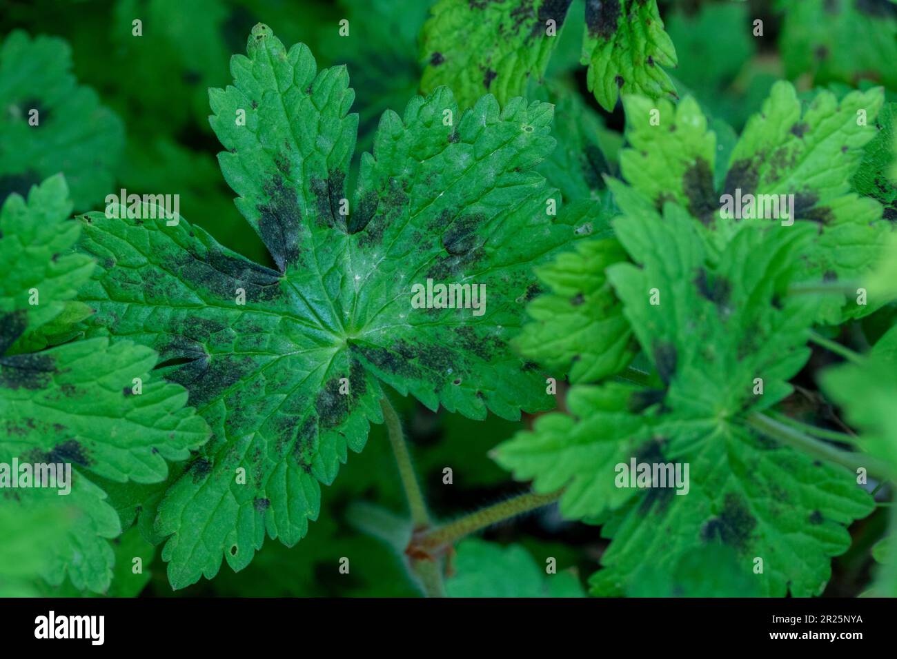 Geranium samobor garden hi-res stock photography and images - Alamy