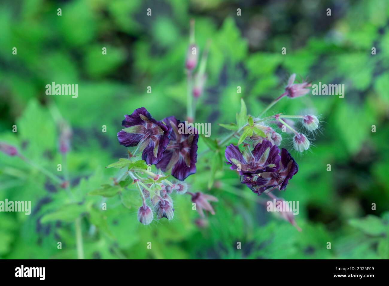 Prolifically beautiful ground cover Geranium Phaeum var Phaeum Samobor ...