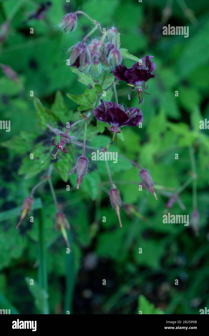 Prolifically beautiful ground cover Geranium Phaeum var Phaeum Samobor ...