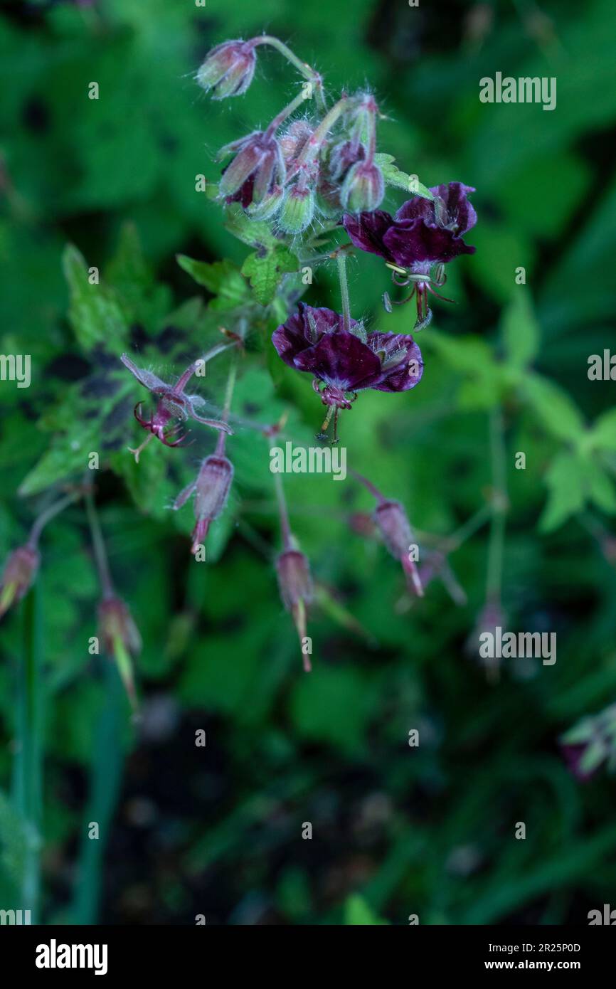 Geranium samobor garden hi-res stock photography and images - Alamy