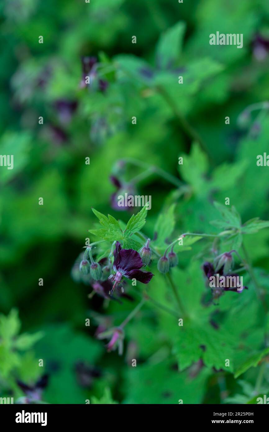Prolifically beautiful ground cover Geranium Phaeum var Phaeum Samobor ...