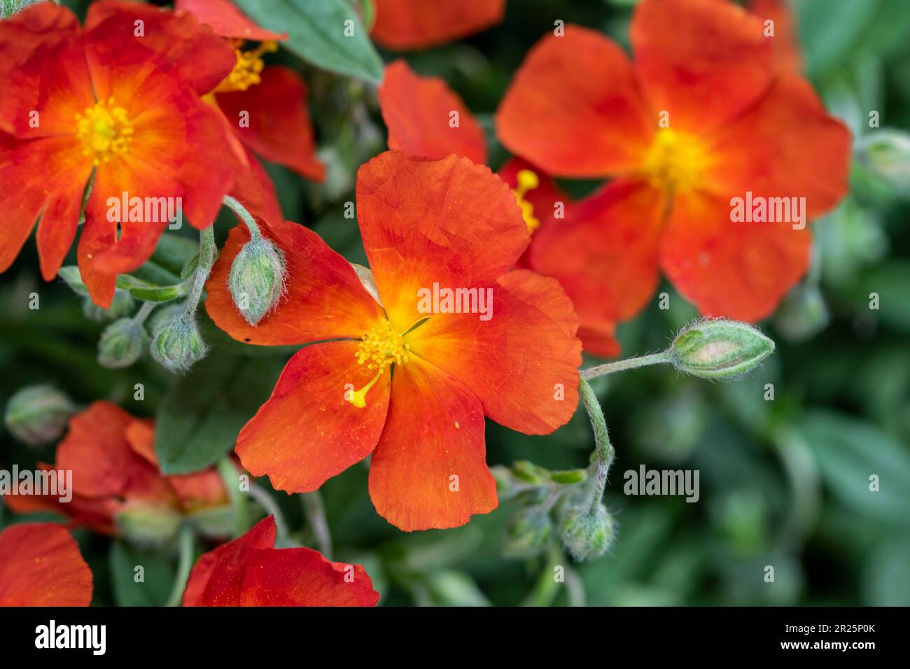 Prolific groundcover Helianthemum 'Henfield Brilliant' flowers. Natural ...