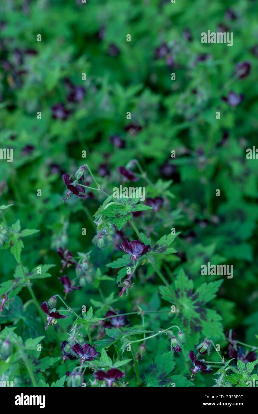 Geranium samobor garden hi-res stock photography and images - Alamy