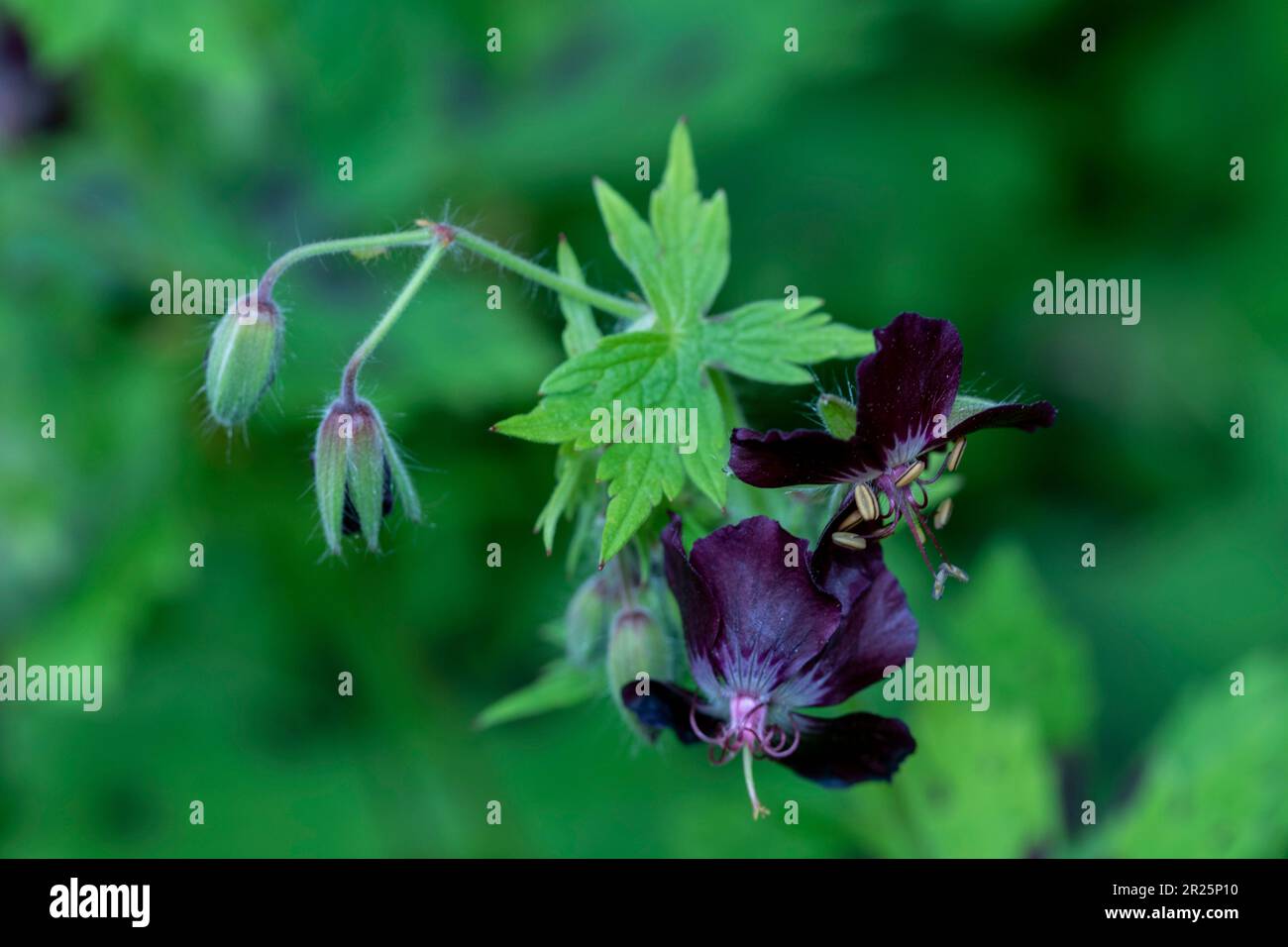 Prolifically beautiful ground cover Geranium Phaeum var Phaeum Samobor ...