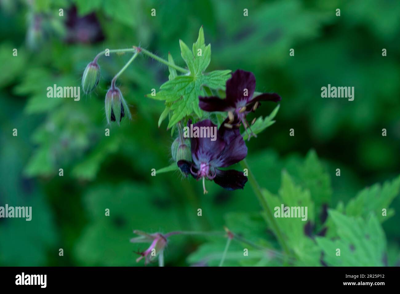 Prolifically beautiful ground cover Geranium Phaeum var Phaeum Samobor ...