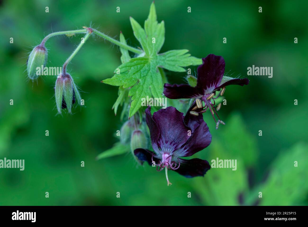 Prolifically beautiful ground cover Geranium Phaeum var Phaeum Samobor ...