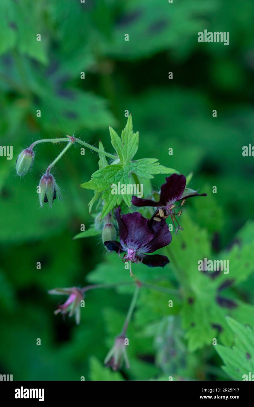 Prolifically beautiful ground cover Geranium Phaeum var Phaeum Samobor ...