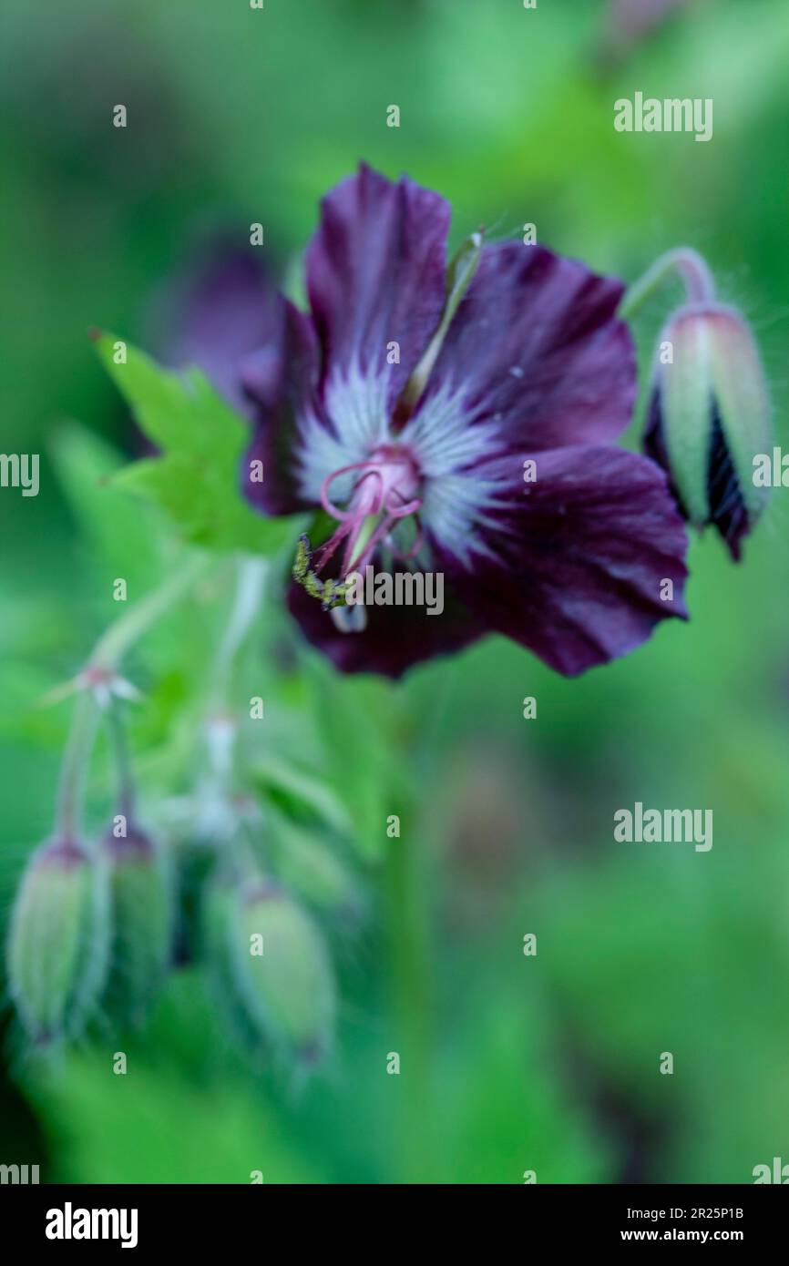 Geranium samobor garden hi-res stock photography and images - Alamy