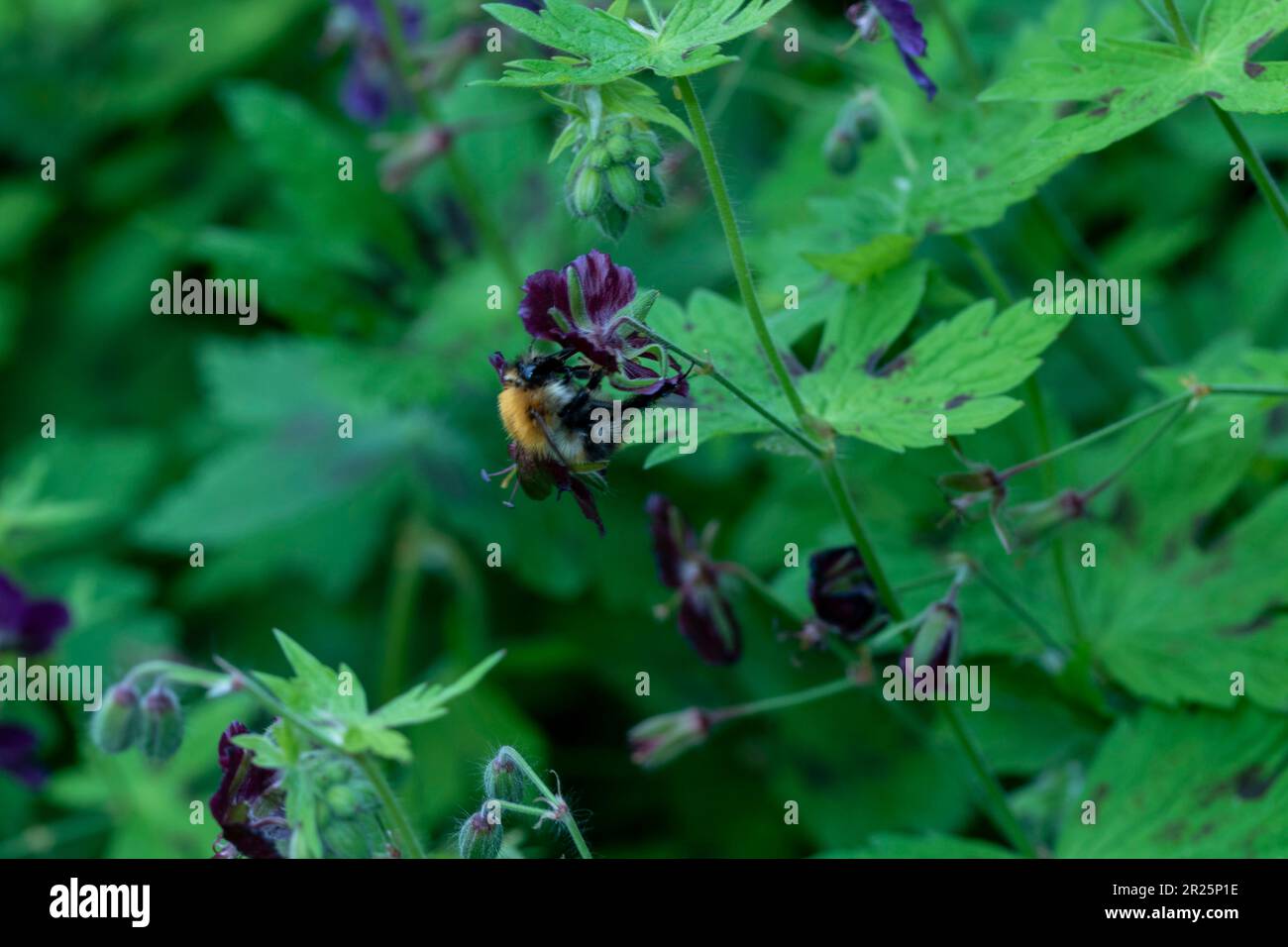 Prolifically beautiful ground cover Geranium Phaeum var Phaeum Samobor ...