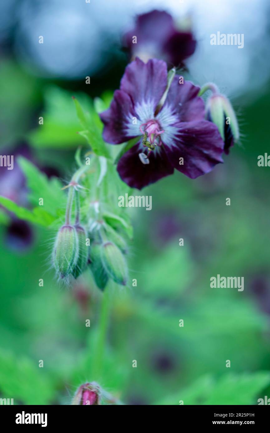 Prolifically beautiful ground cover Geranium Phaeum var Phaeum Samobor ...