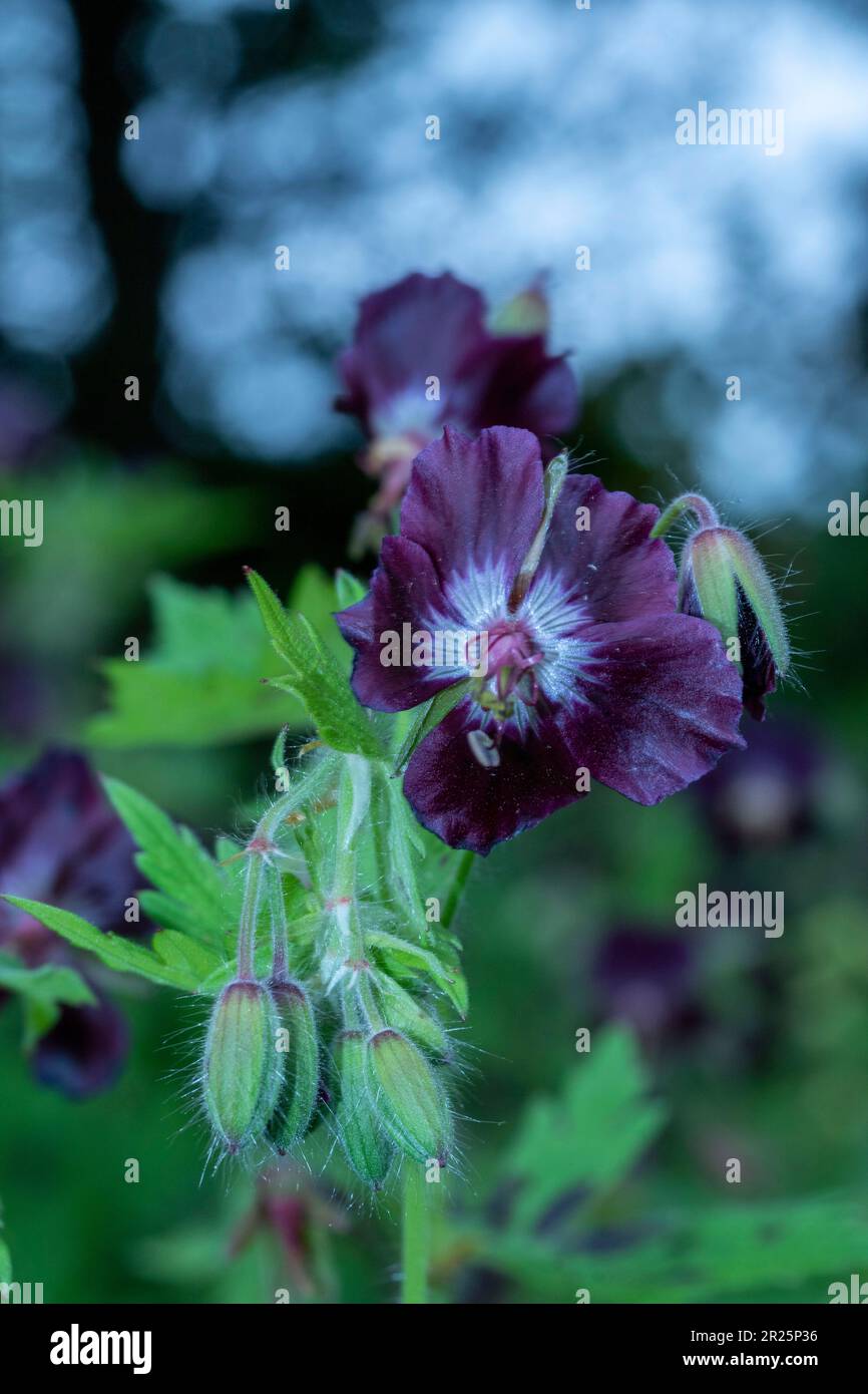 Geranium samobor garden hi-res stock photography and images - Alamy