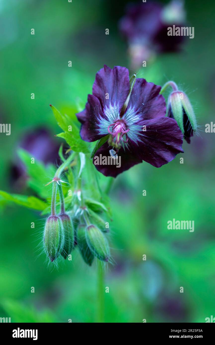 Geranium samobor garden hi-res stock photography and images - Alamy