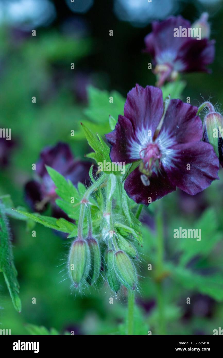 Geranium samobor garden hi-res stock photography and images - Alamy